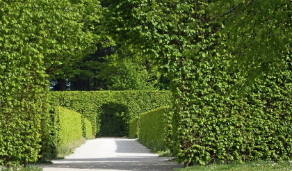 Jak vysadit živý plot?